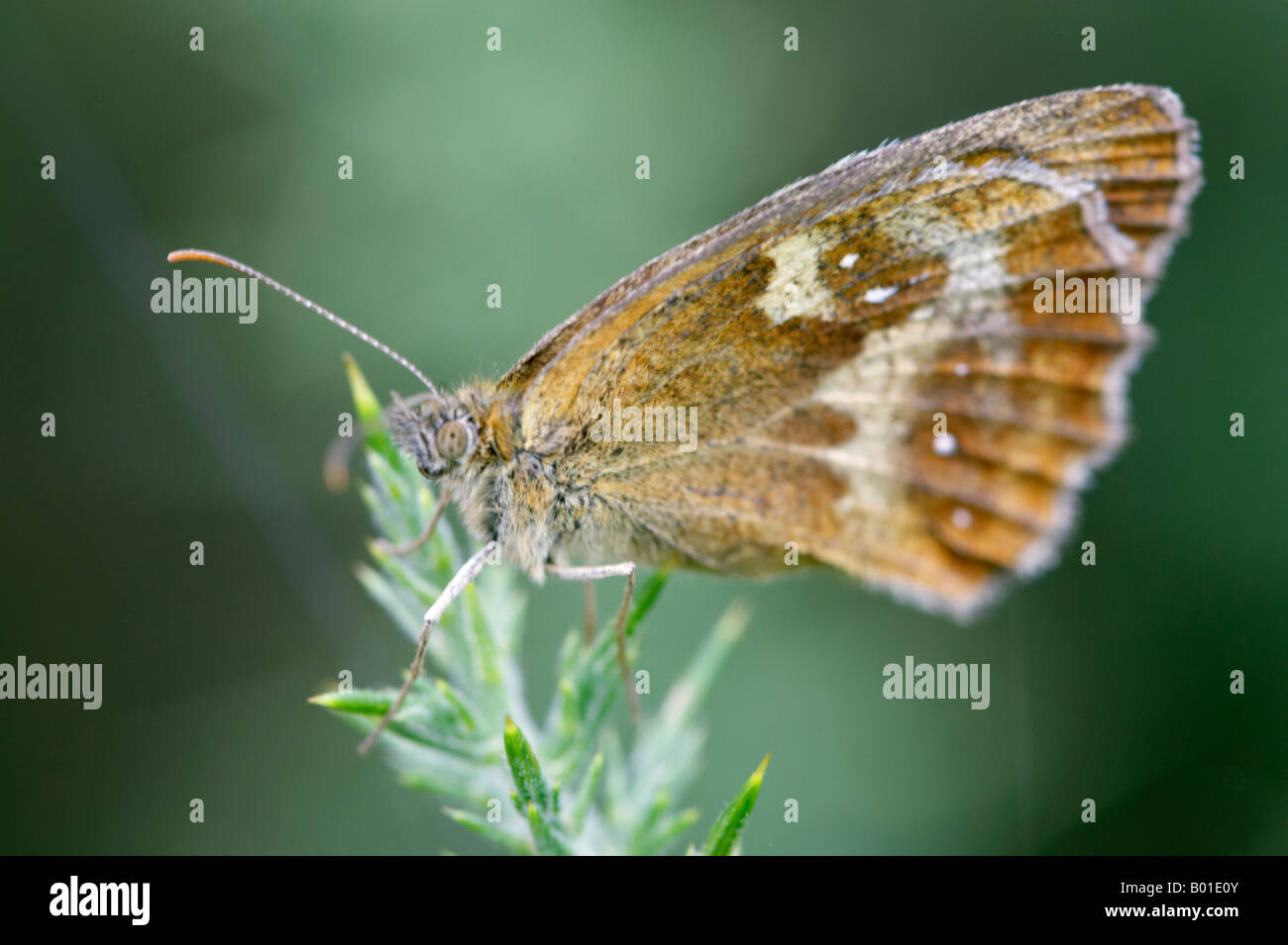 Small Heath butterfly Coenonympha pamphilus Stock Photo - Alamy