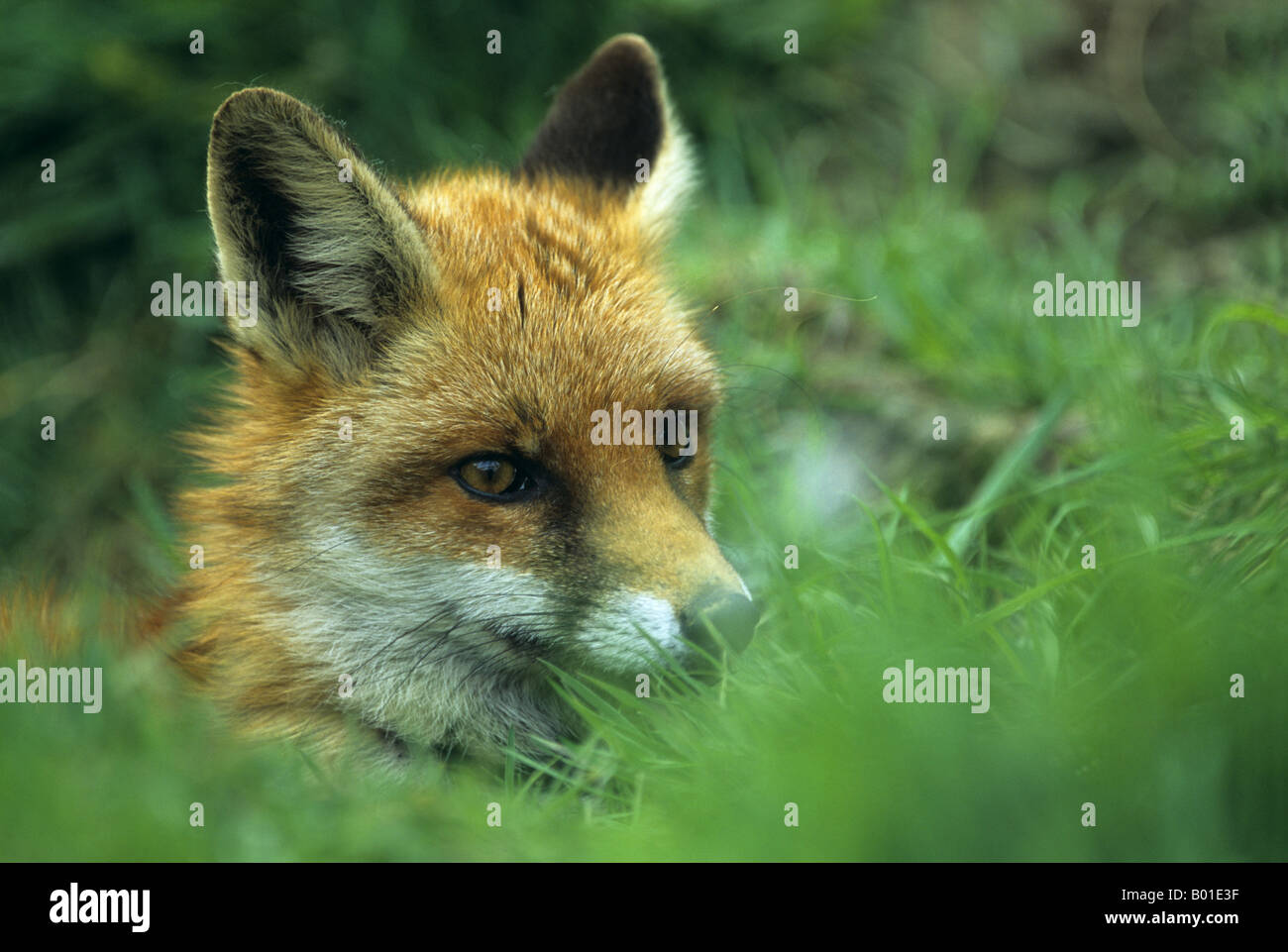 Fox portrait not horse hi-res stock photography and images - Alamy