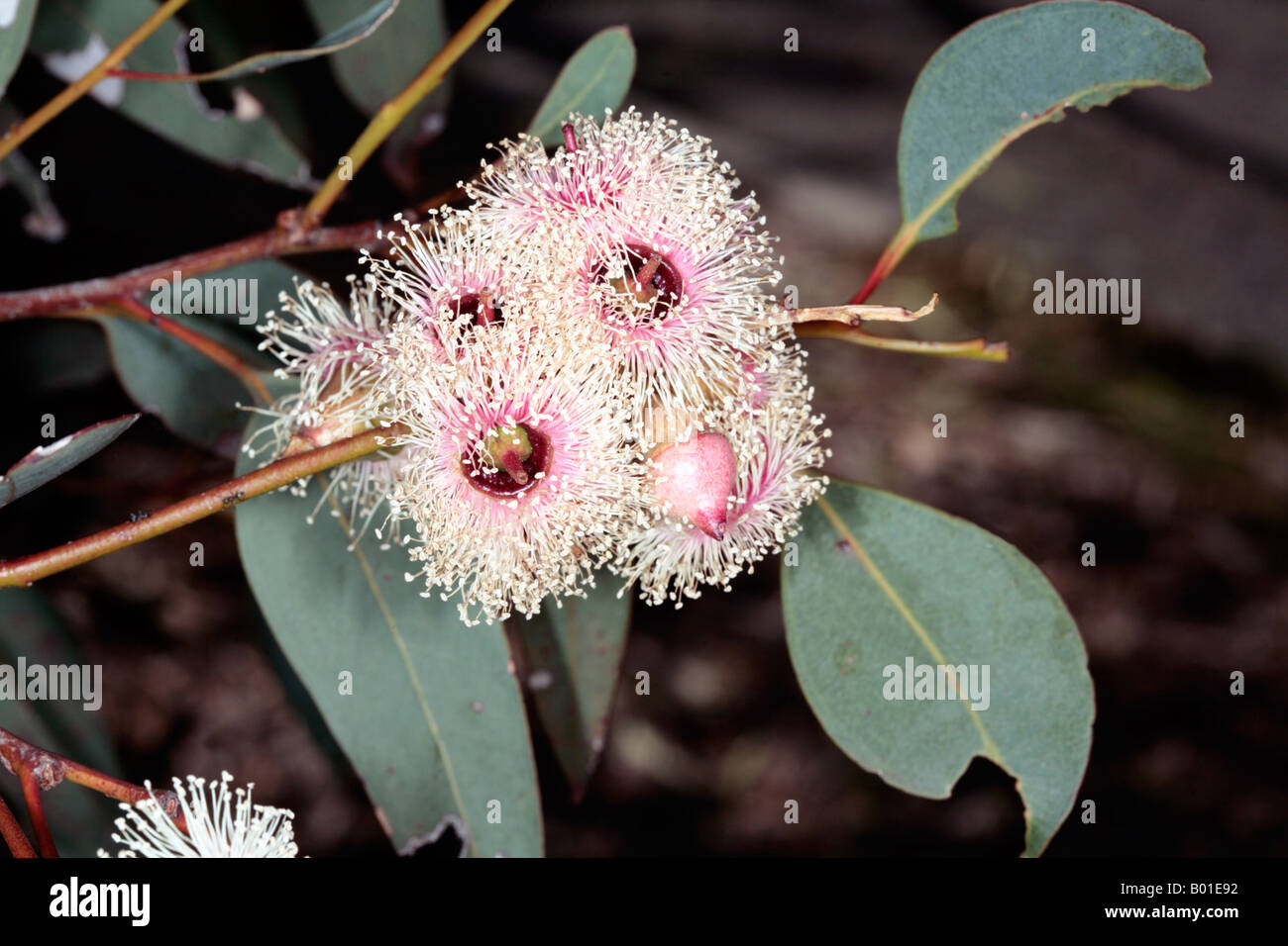 Red-throated Bloodwood flowers and buds with Black Ants-Eucalyptus ...