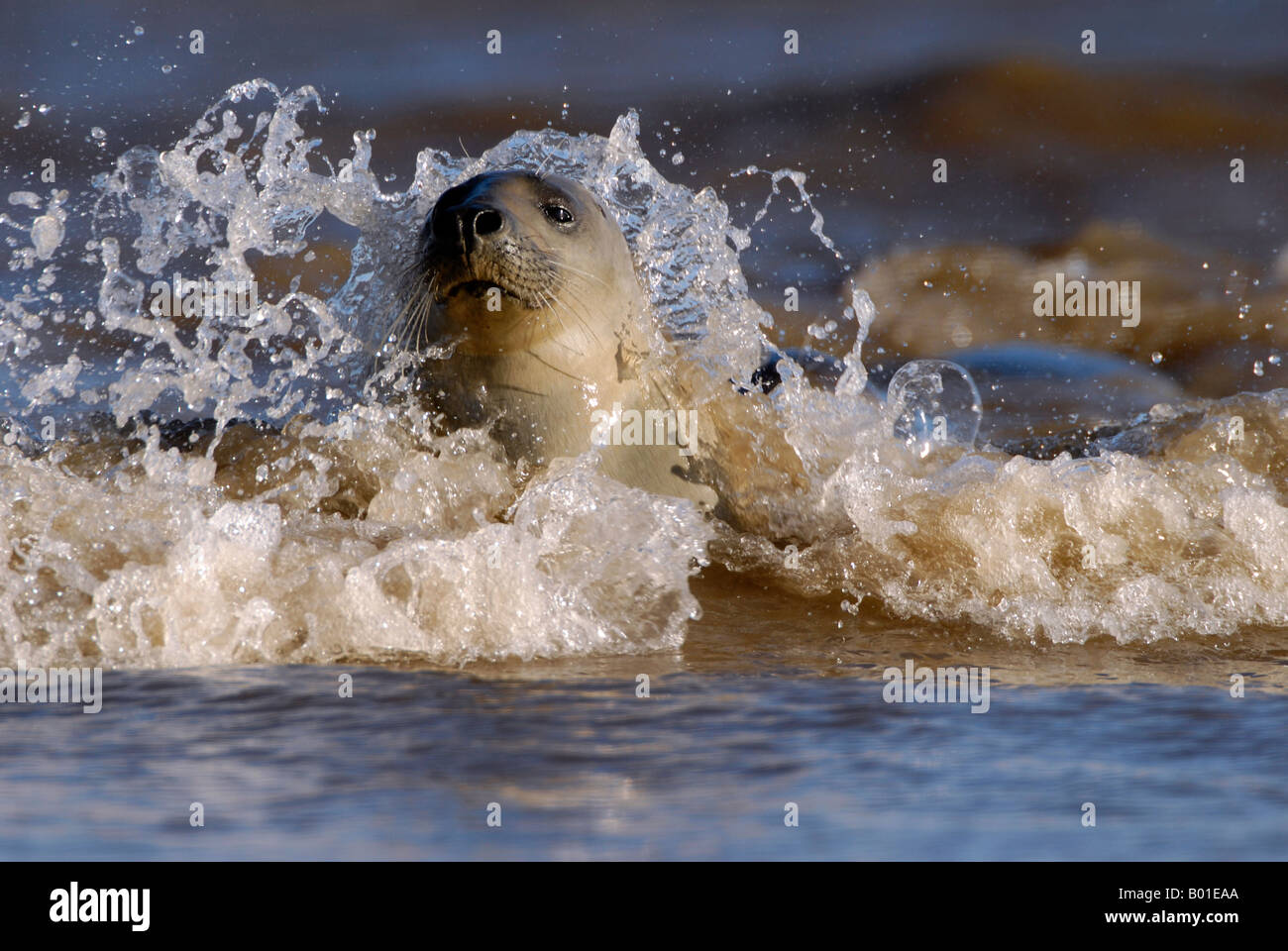 Emerging from waves hi-res stock photography and images - Alamy