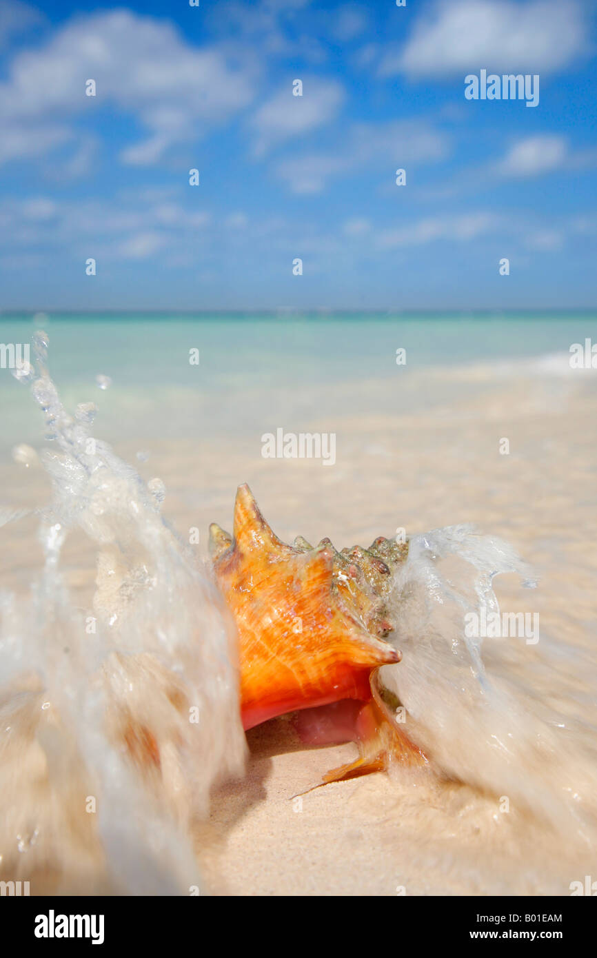 Tropical conch on a beach as it is hit by a wave Stock Photo - Alamy