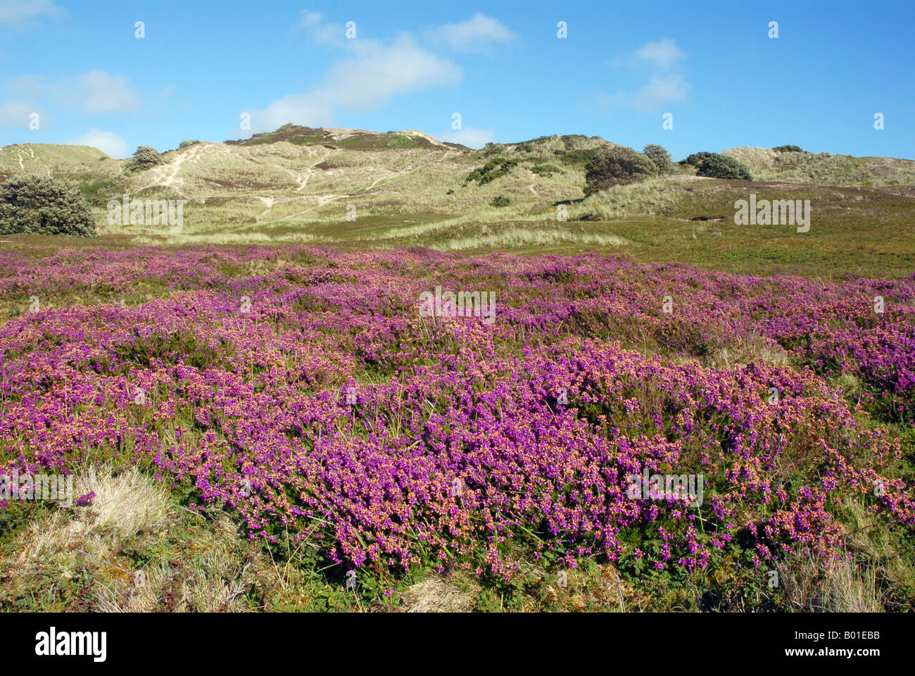 Bell Heather and sand dunes on Jersey Channel Island Stock Photo - Alamy