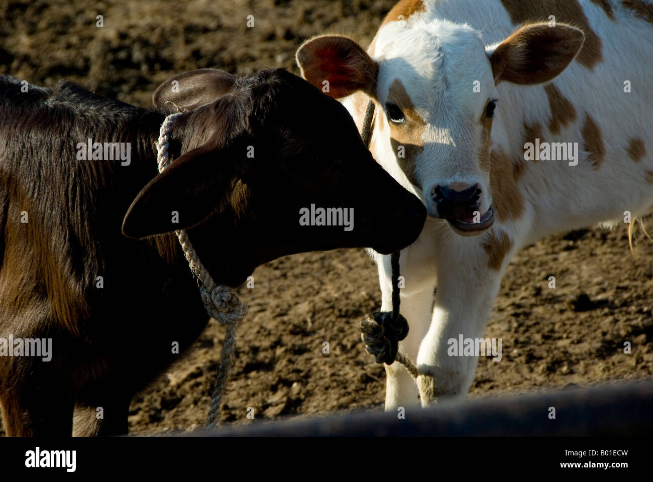 Portrait of two cows hi-res stock photography and images - Alamy