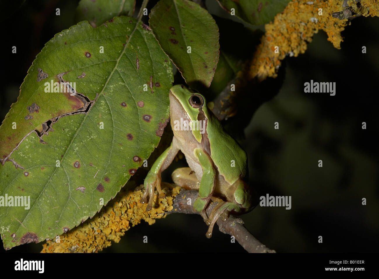 Italian Tree Frog Hyla intermedia Central Italy Stock Photo - Alamy