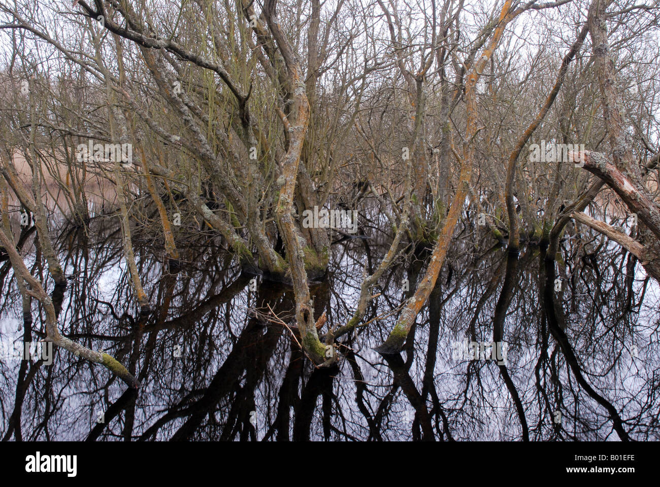 Boggy hi-res stock photography and images - Alamy