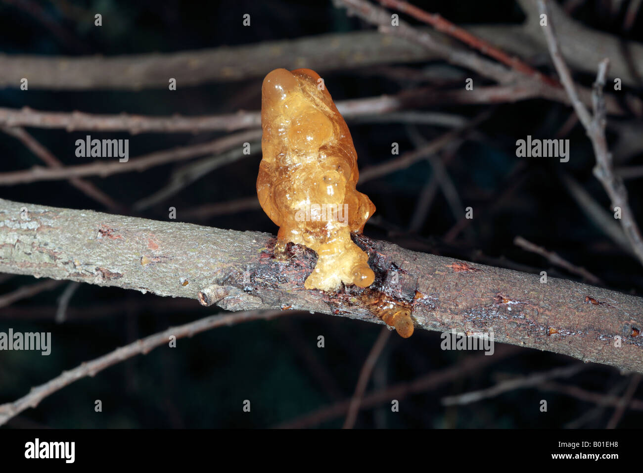 Exudate High Resolution Stock Photography and Images - Alamy