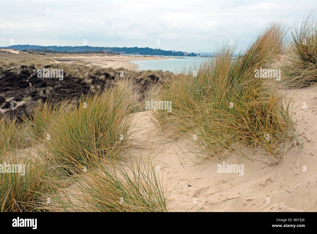 English dorset wessex studland wildlife hi-res stock photography and ...