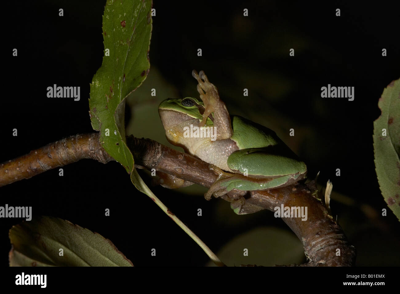 Italian Tree Frog Hyla intermedia Central Italy Stock Photo - Alamy