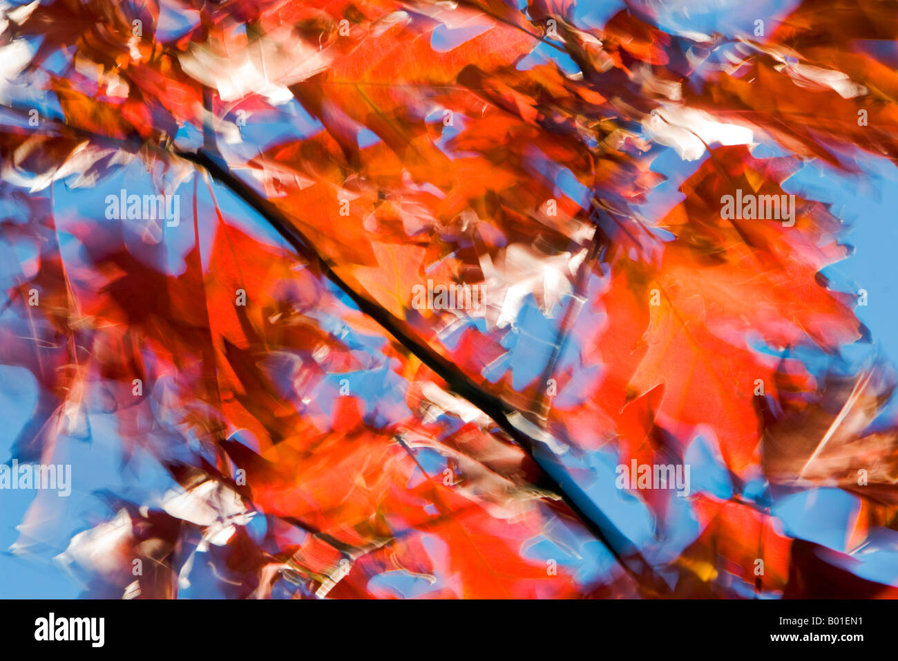 Leaves blowing hi-res stock photography and images - Alamy