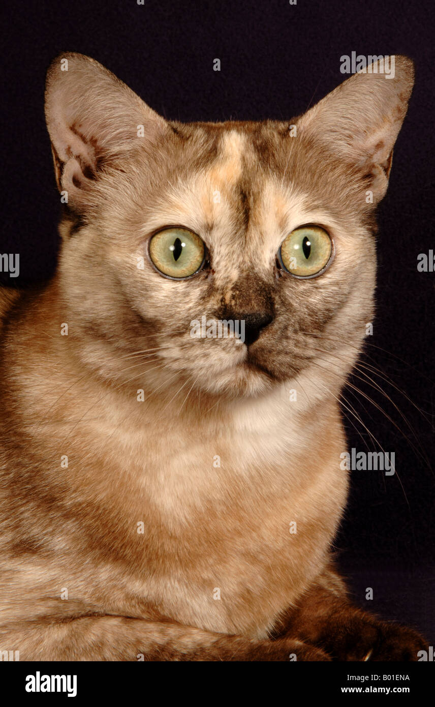 Full face view of female Asian brown smoked tortoiseshell cat Stock ...