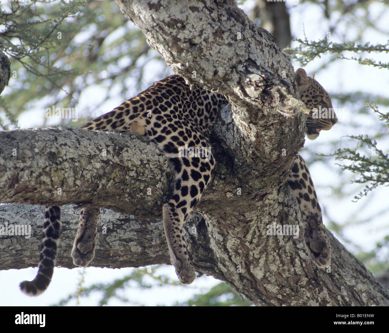 Leopard lounging in an acacia tree Stock Photo - Alamy