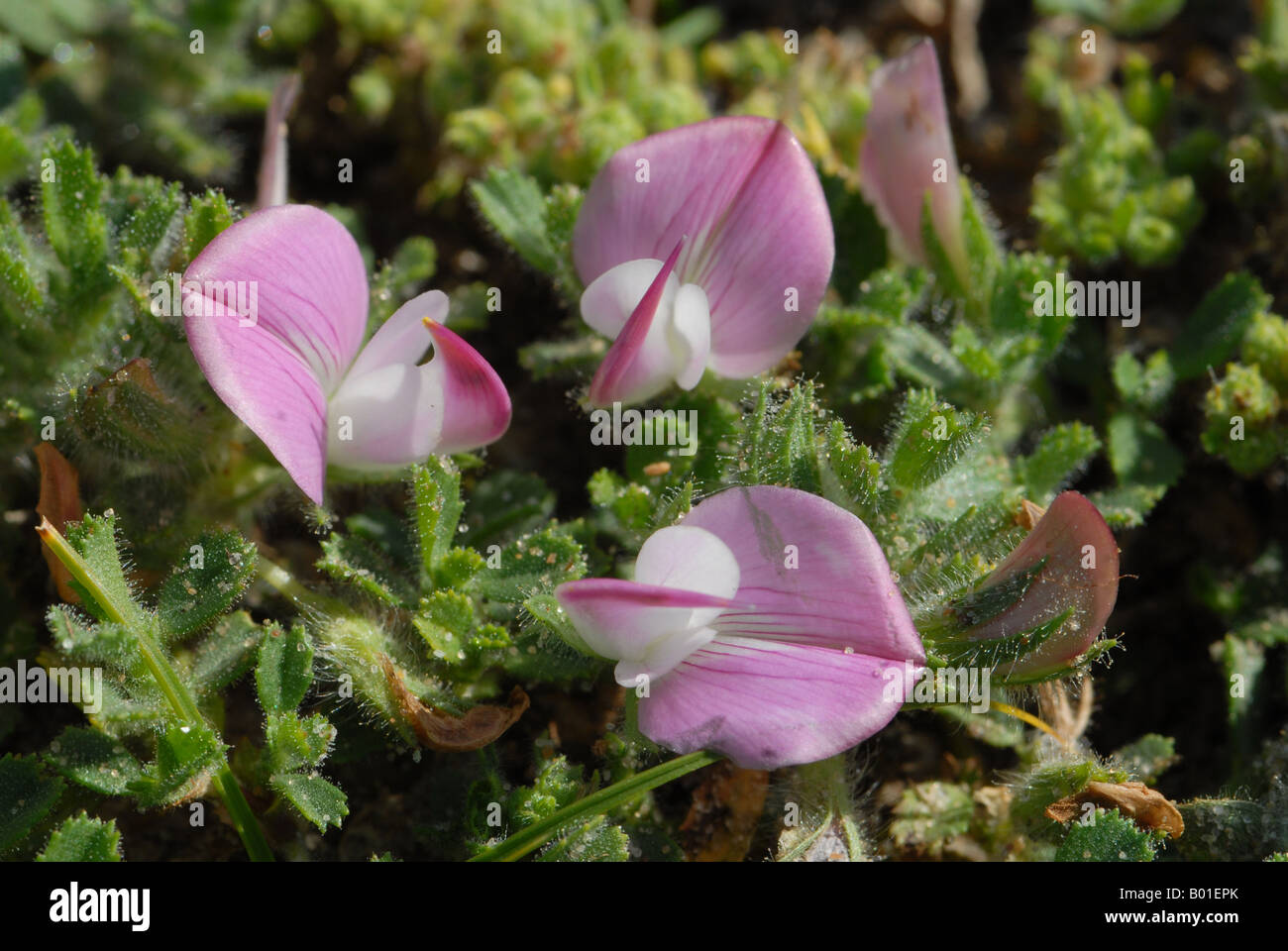 Rest-Harrow in detail of flowers Stock Photo - Alamy