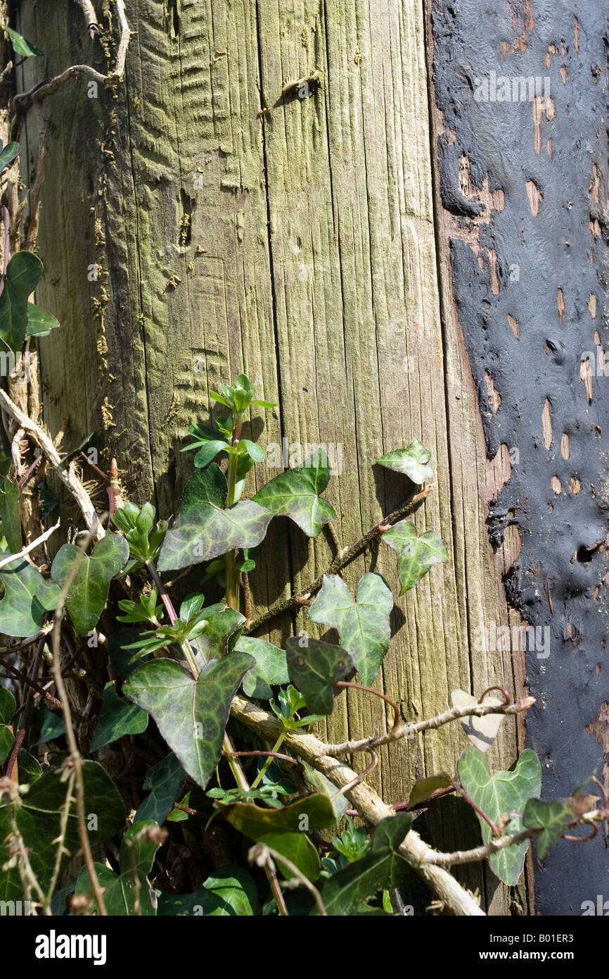 Ivy on telegraph pole Stock Photo - Alamy
