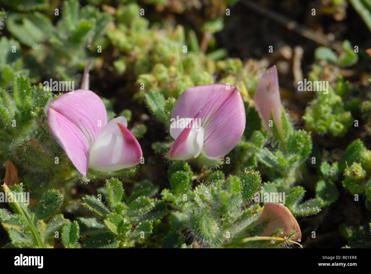 Common rest harrow hi-res stock photography and images - Alamy