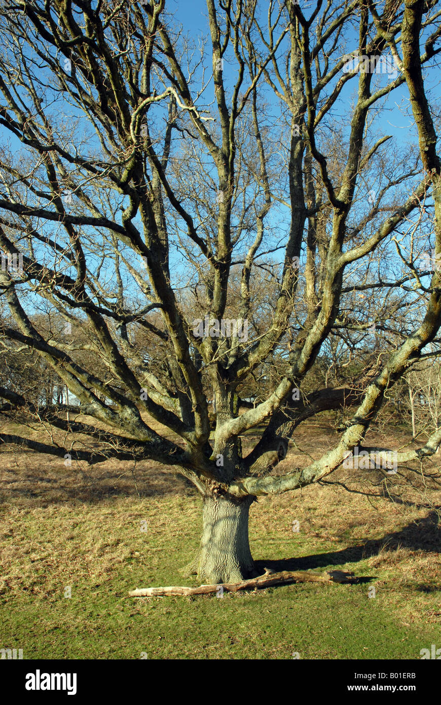 Oak Tree in winter Stock Photo - Alamy
