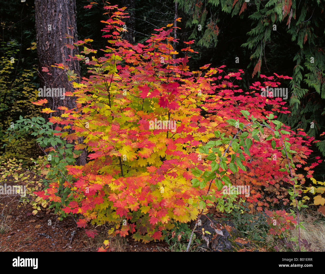 A stand of vine maple turns red and gold during the autumn color change ...