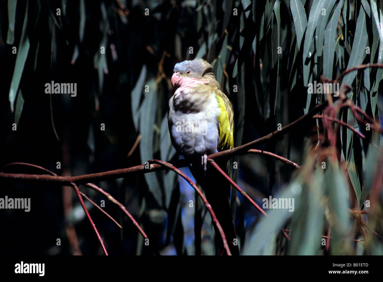 Alexandra's Parrot- Polytelis alexandrae- Family Psittacidae Stock ...