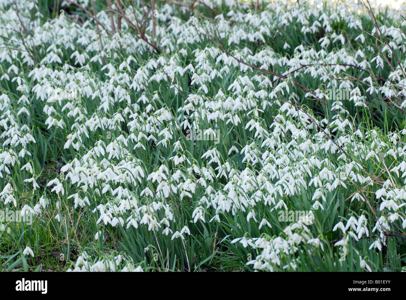 Snowdrops growing in profusion in woods Stock Photo - Alamy