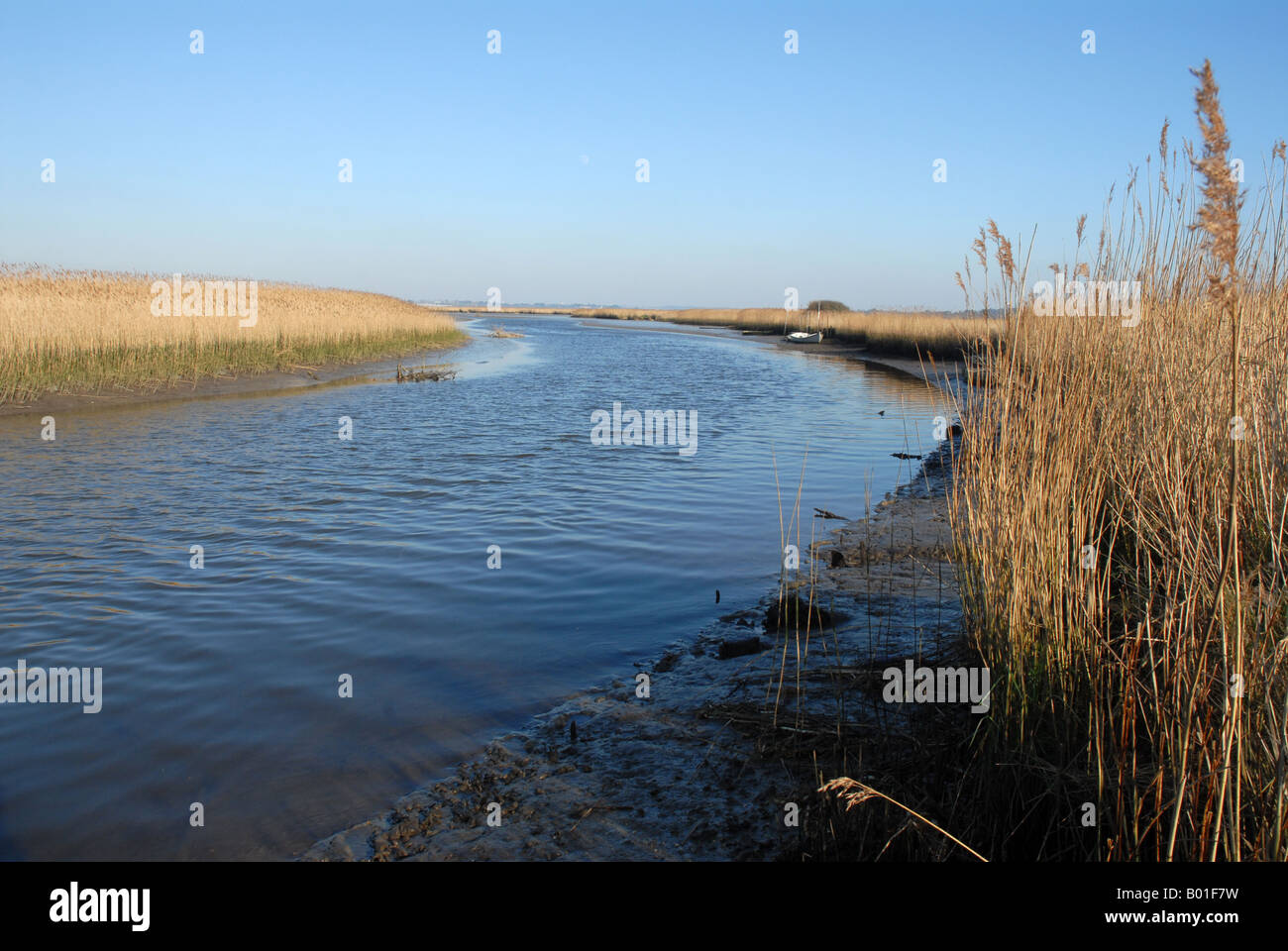 Phragmites Reed beds in Estuary Stock Photo - Alamy