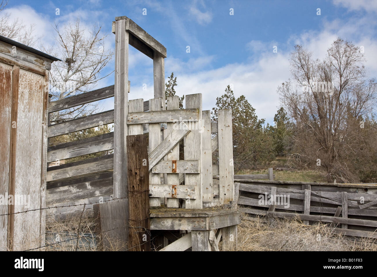 Old Wood Livestock Loading Chute in Madras Oregon Stock Photo - Alamy