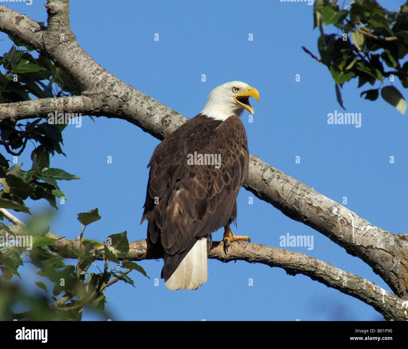 Bald Eagle perched in a tree Stock Photo - Alamy