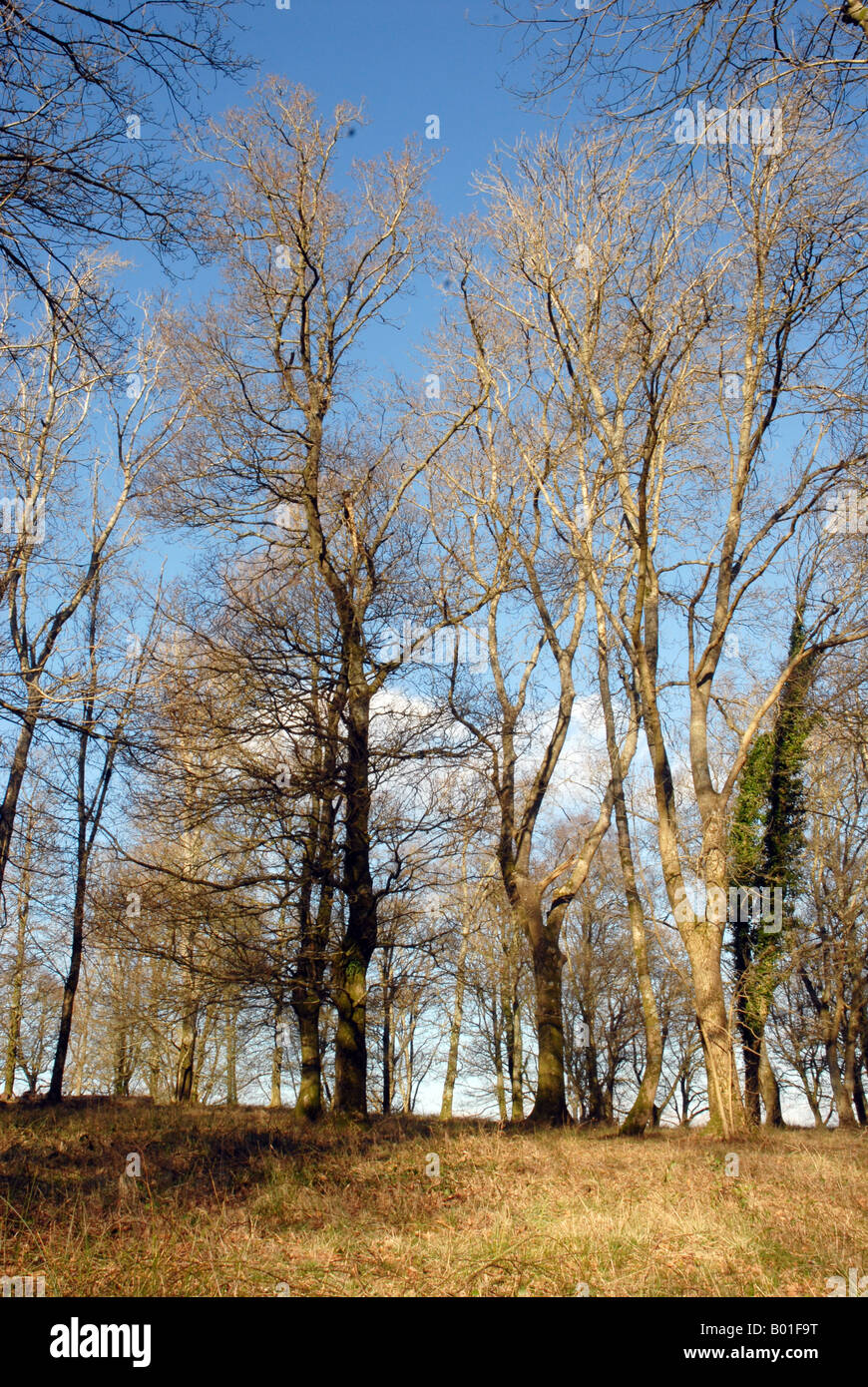 A winter stand of trees Stock Photo - Alamy