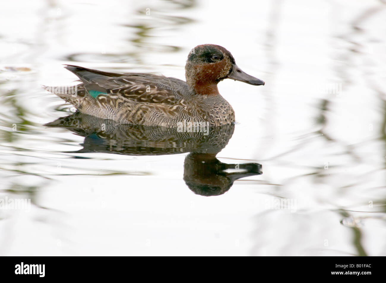 Eclipse Drake Blue Winged Teal