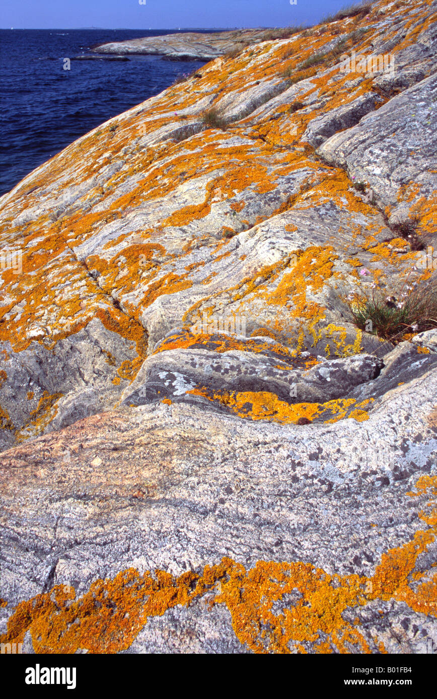 Orange lichen grows parallel to the layered gneiss on an island of the ...