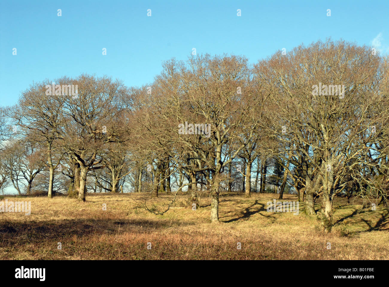 A winter stand of oak trees Stock Photo - Alamy