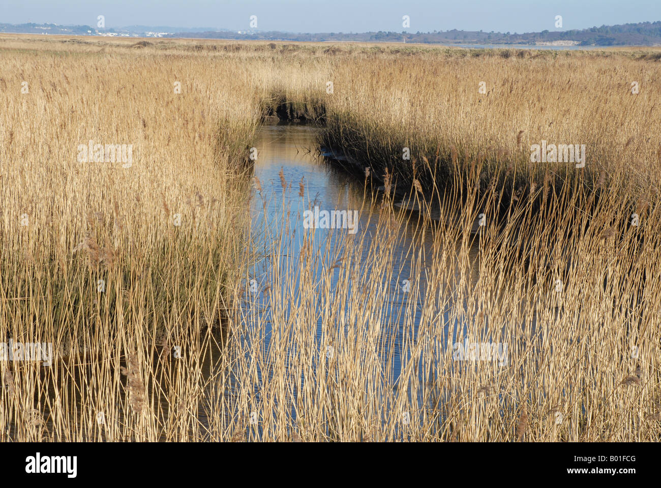 Phragmites Reed beds in Estuary Stock Photo - Alamy