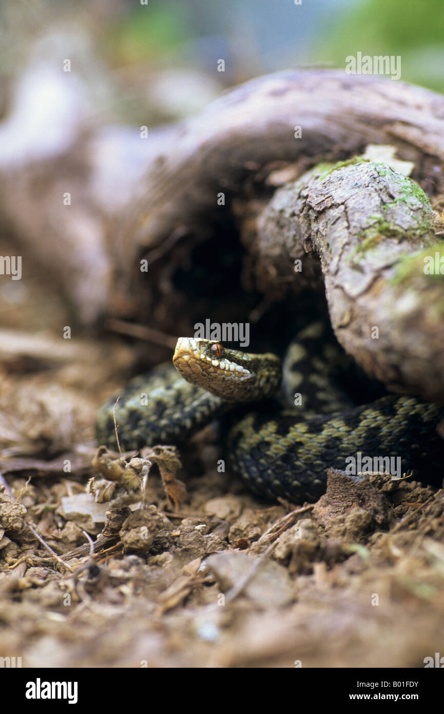 Cornwall adder hi-res stock photography and images - Alamy
