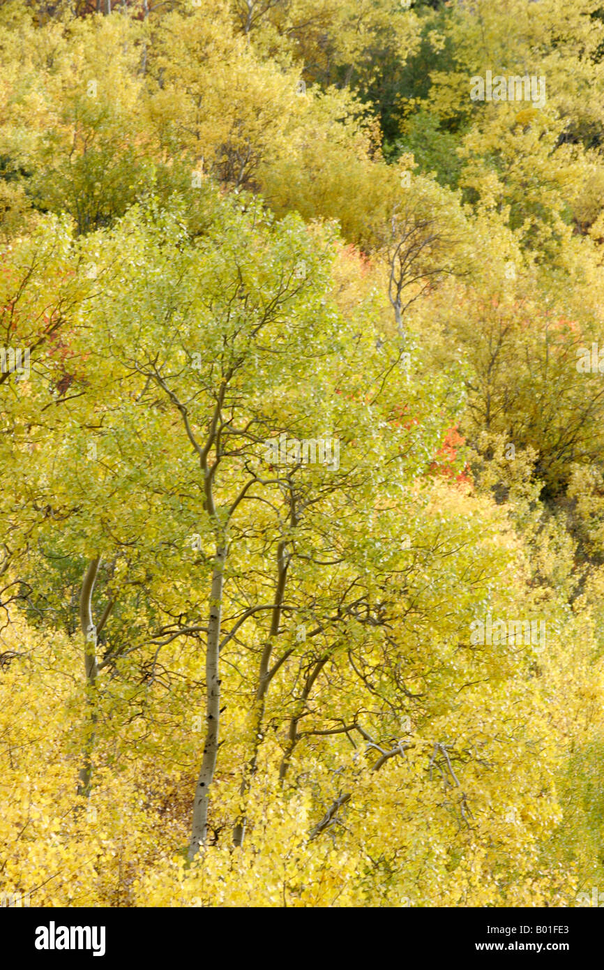 Fall Foliage, Icefields Parkway, Jasper National Park, Alberta, Canada ...