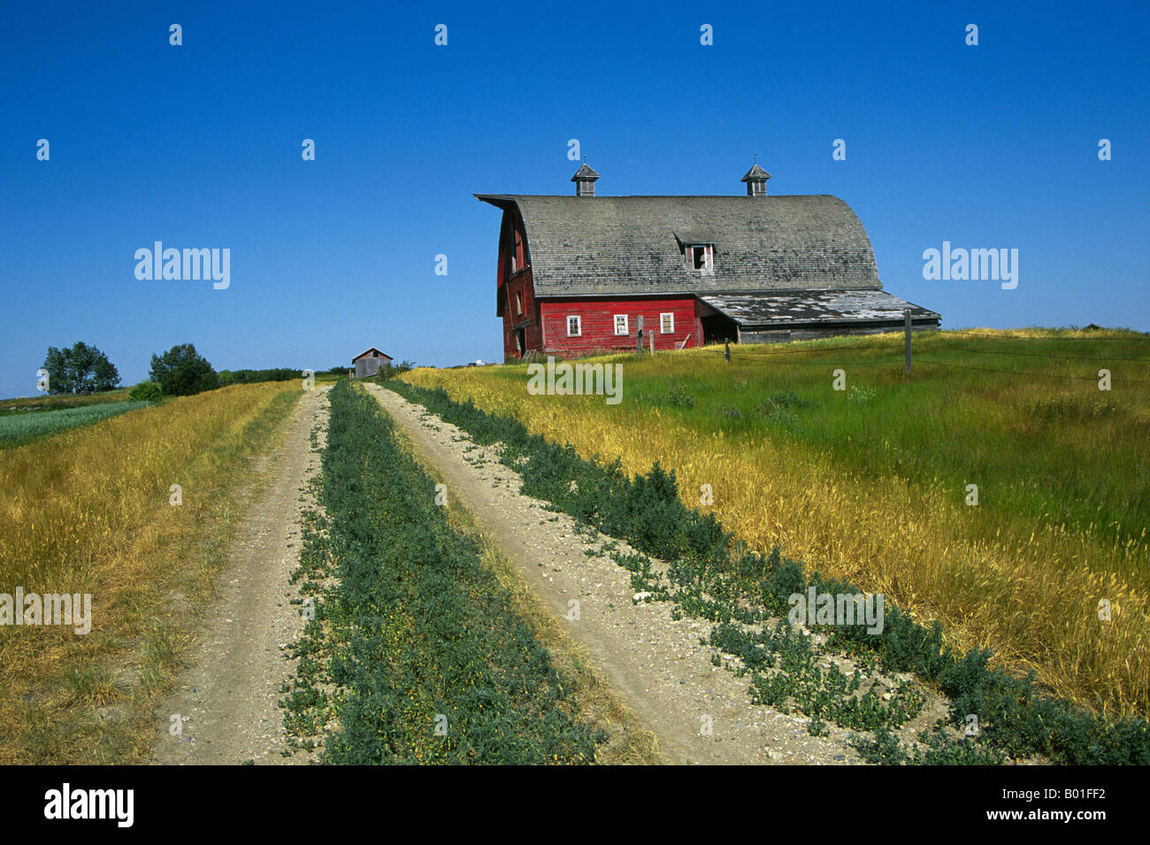 A beautiful red barn on a wheat farm in the Great Plains of ...