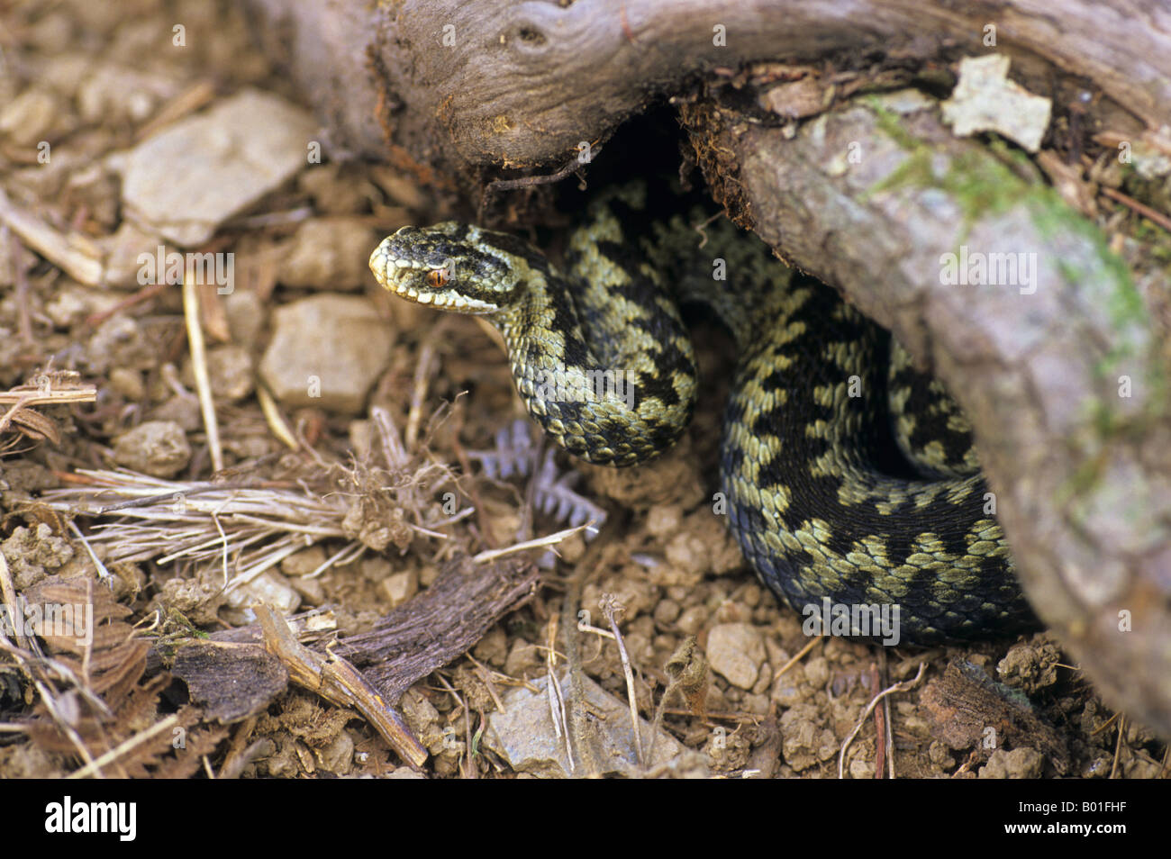 adder Vipera berus under a log cornwall Stock Photo - Alamy