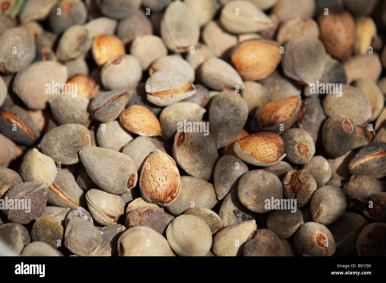 Almond hull kernel shell hi-res stock photography and images - Alamy