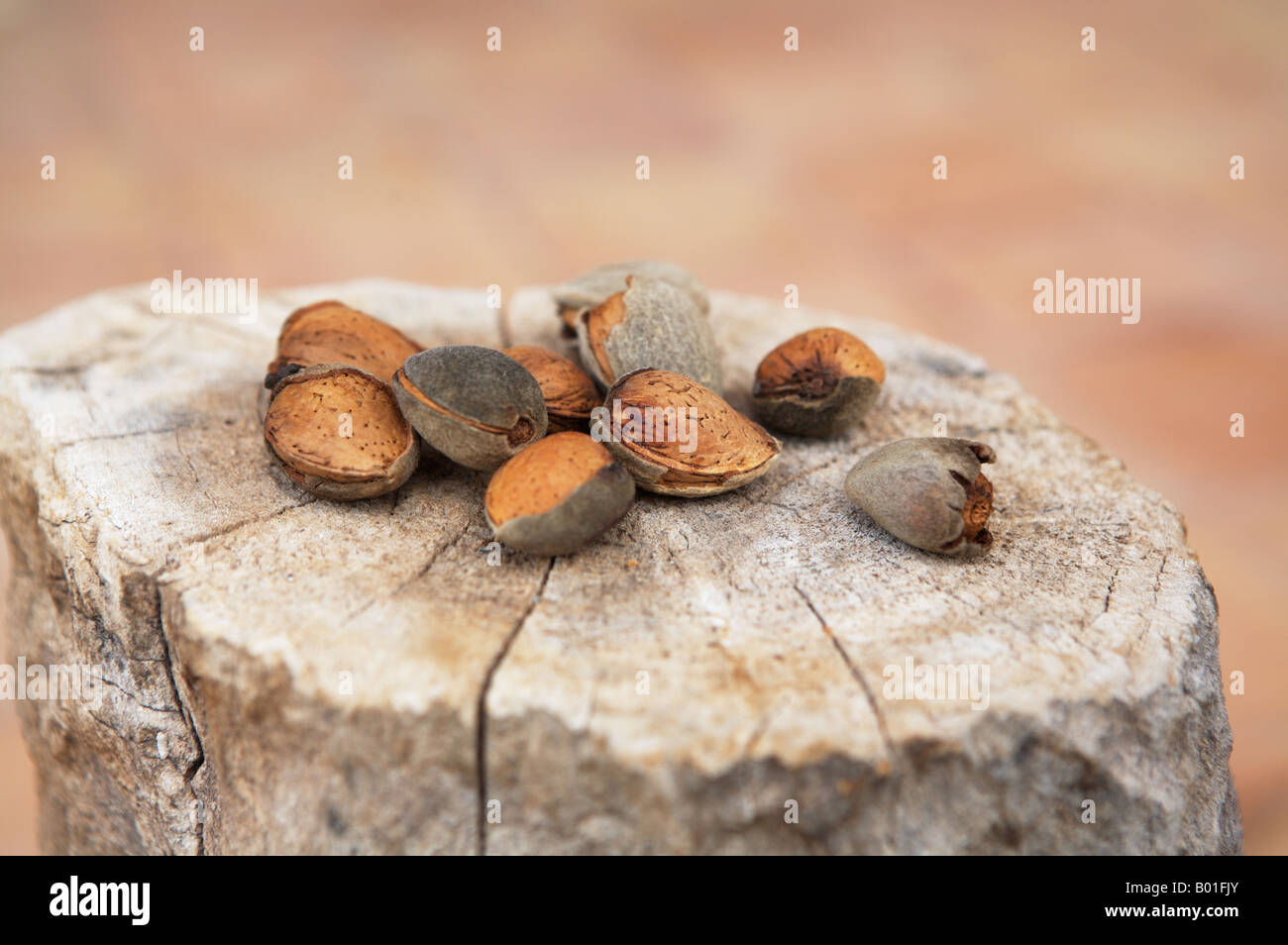 Almond hull kernel shell hi-res stock photography and images - Alamy