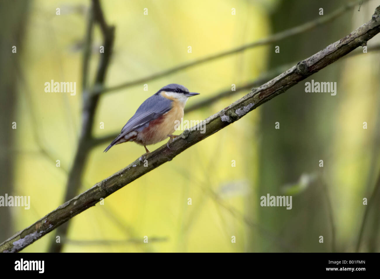 Nuthatch Sitta europaea Stock Photo - Alamy
