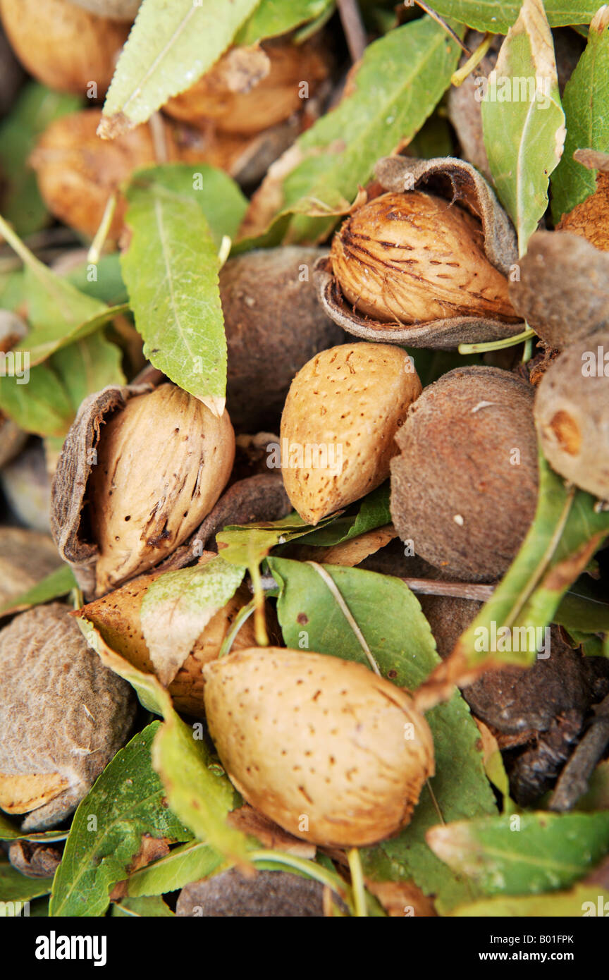 ripe almonds in their infancies, common name: almond, latin name ...