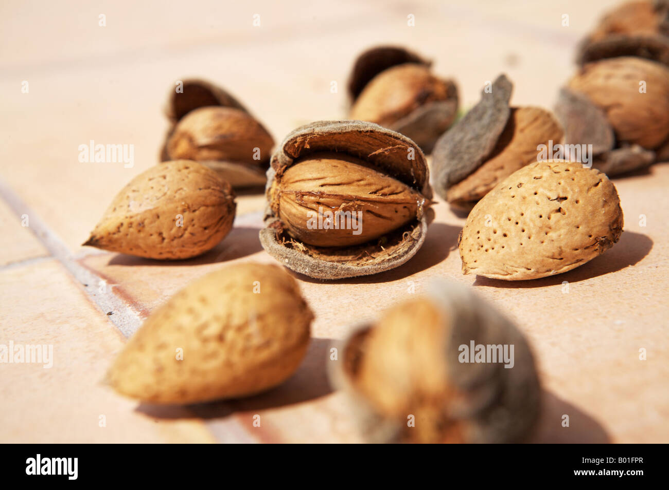 ripe almonds in their infancies, common name: almond, latin name ...