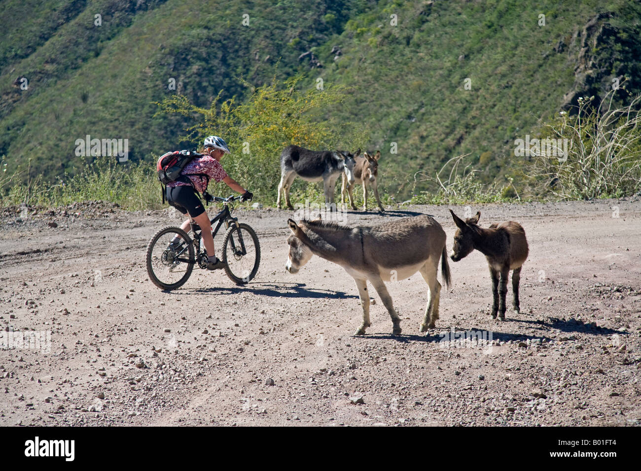 Rachel Schmidt riding past mules or donkies in the Copper Canyon area ...