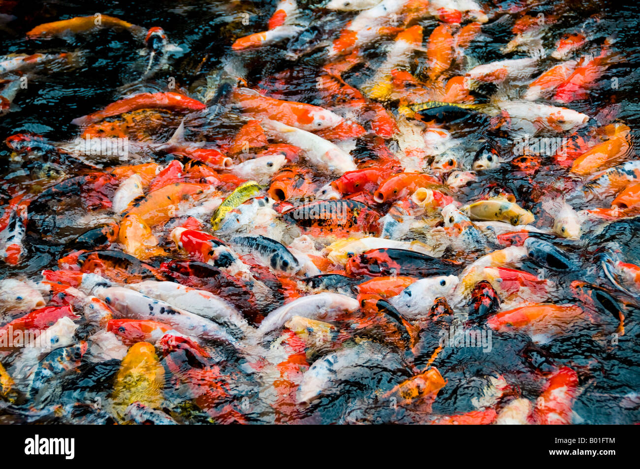 Koi goldfish swimming in pond Stock Photo - Alamy