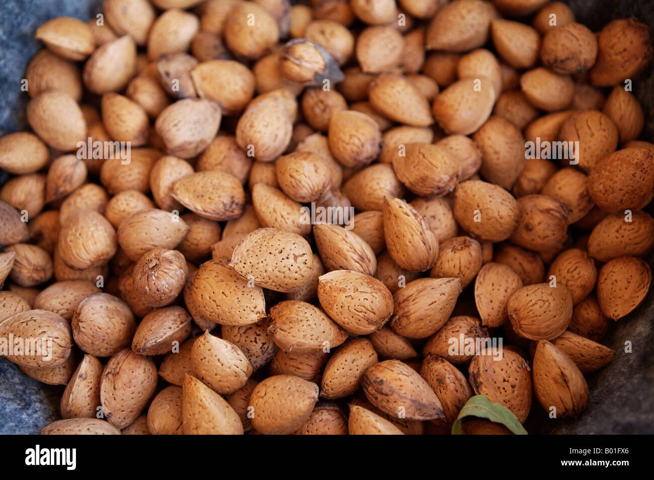 Common Almond Prunus Dulcis High Resolution Stock Photography and ...