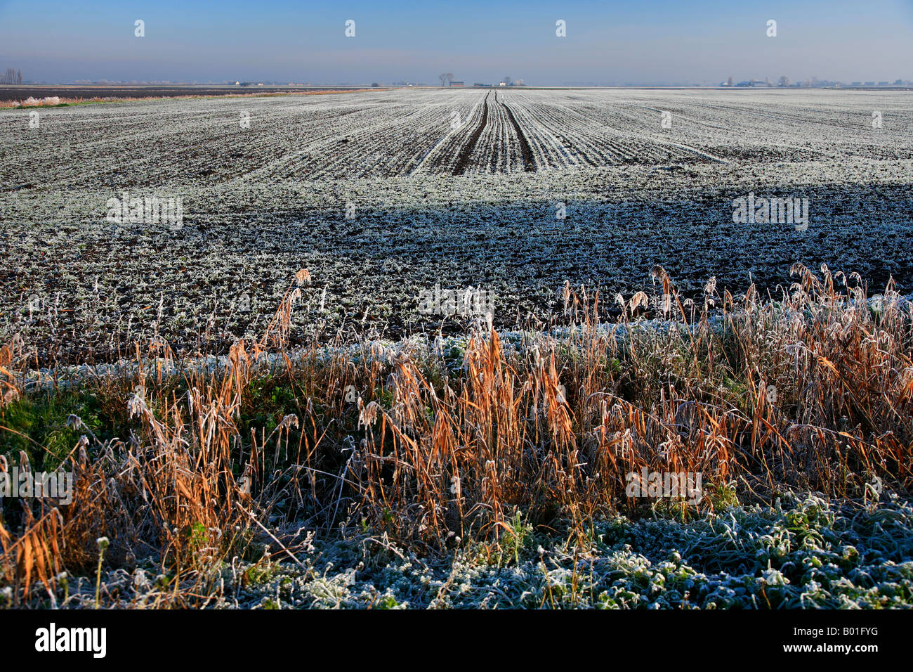 Fenland reeds hi-res stock photography and images - Alamy