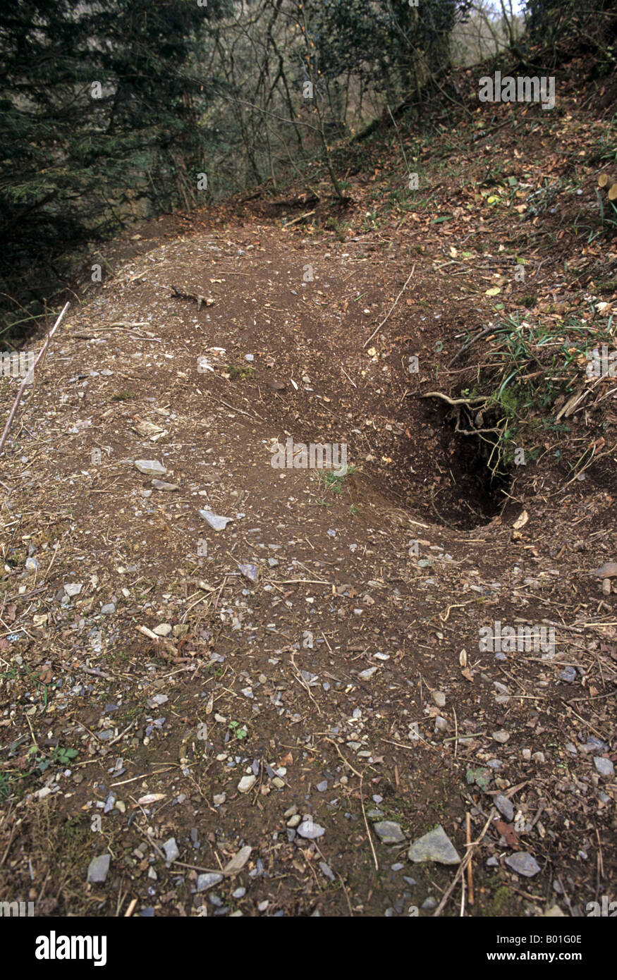 Badger sett entrance hole hi-res stock photography and images - Alamy