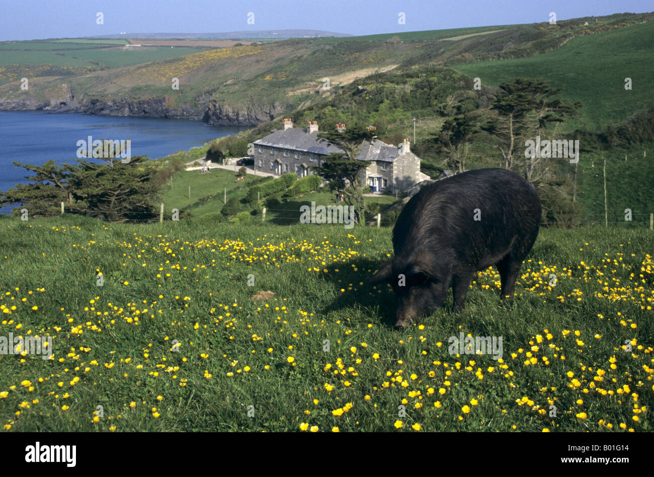 pig grazing near the coast cornwall Stock Photo - Alamy