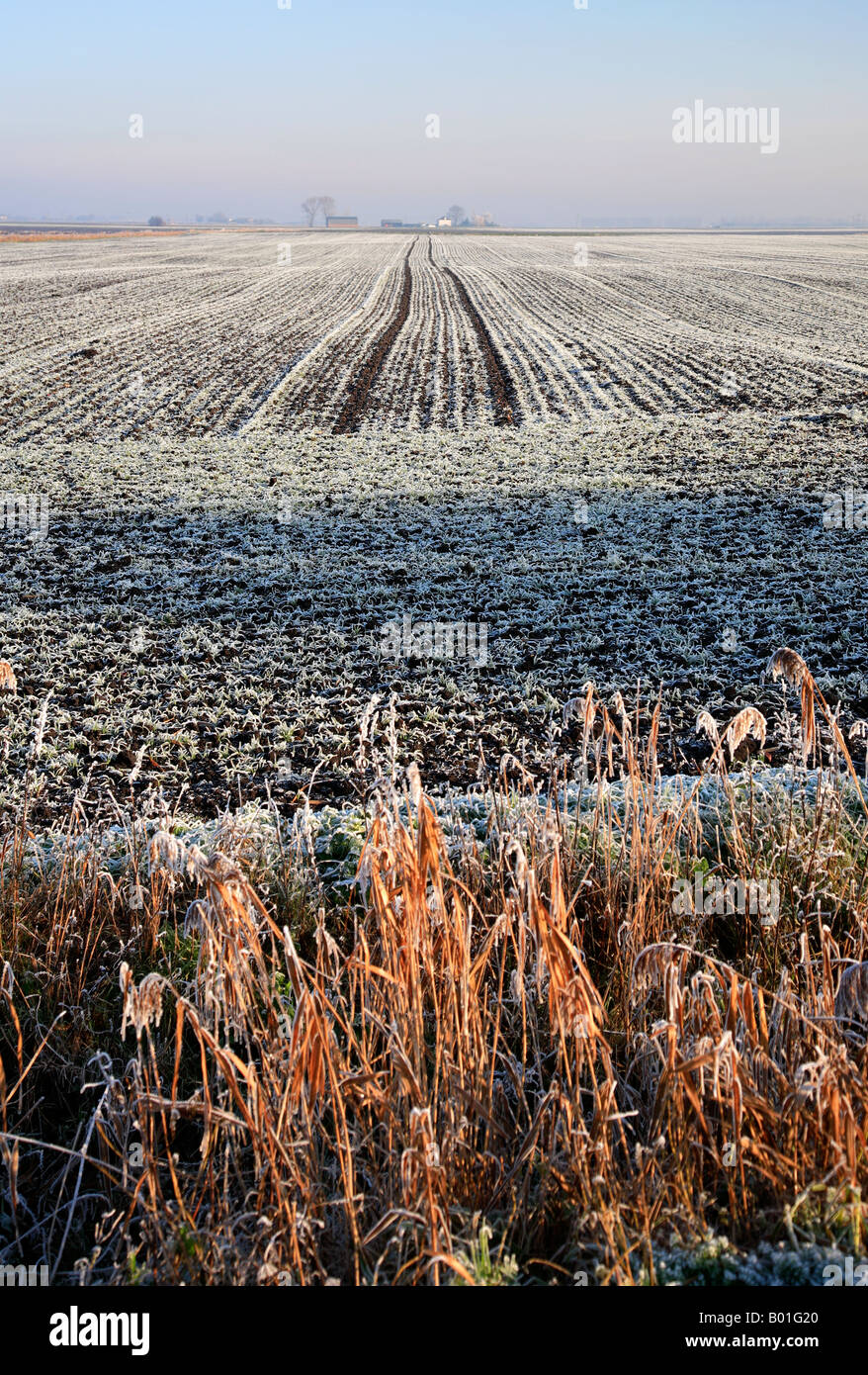 Fenland reeds hi-res stock photography and images - Alamy