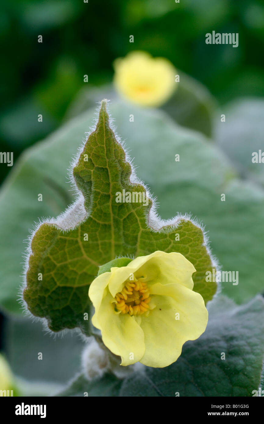 Saruma hi-res stock photography and images - Alamy