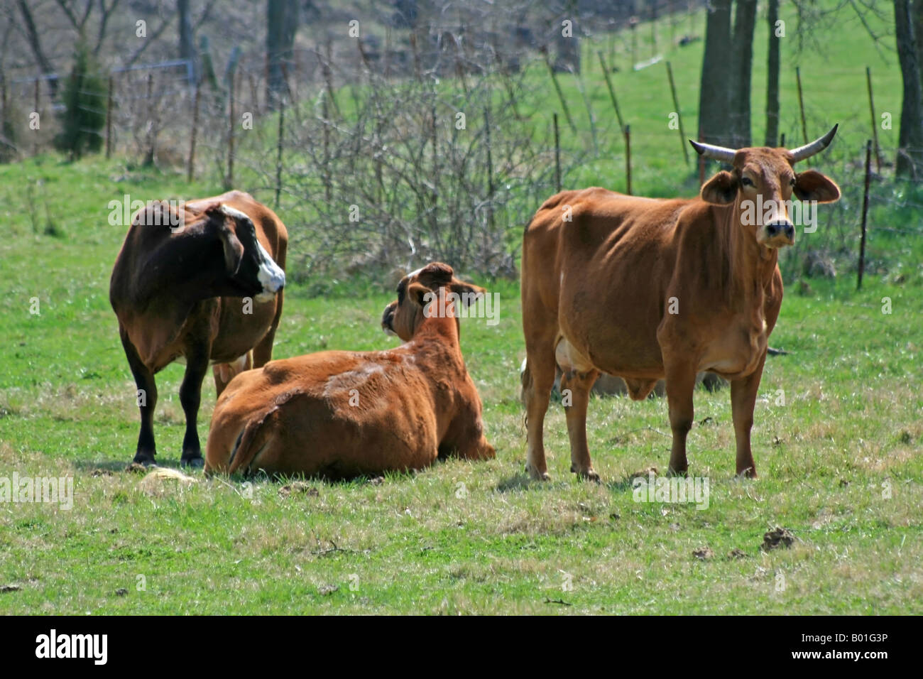 Three cows at fence hi-res stock photography and images - Alamy