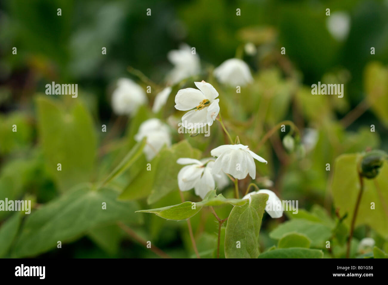 White epimedium hi-res stock photography and images - Alamy