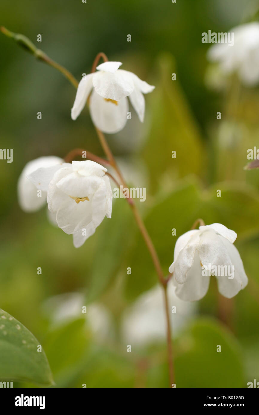 White epimedium hi-res stock photography and images - Alamy